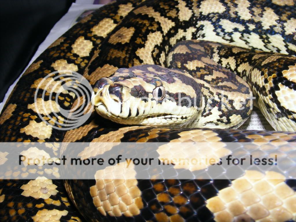 Carpet Pythons | Reptile Forums