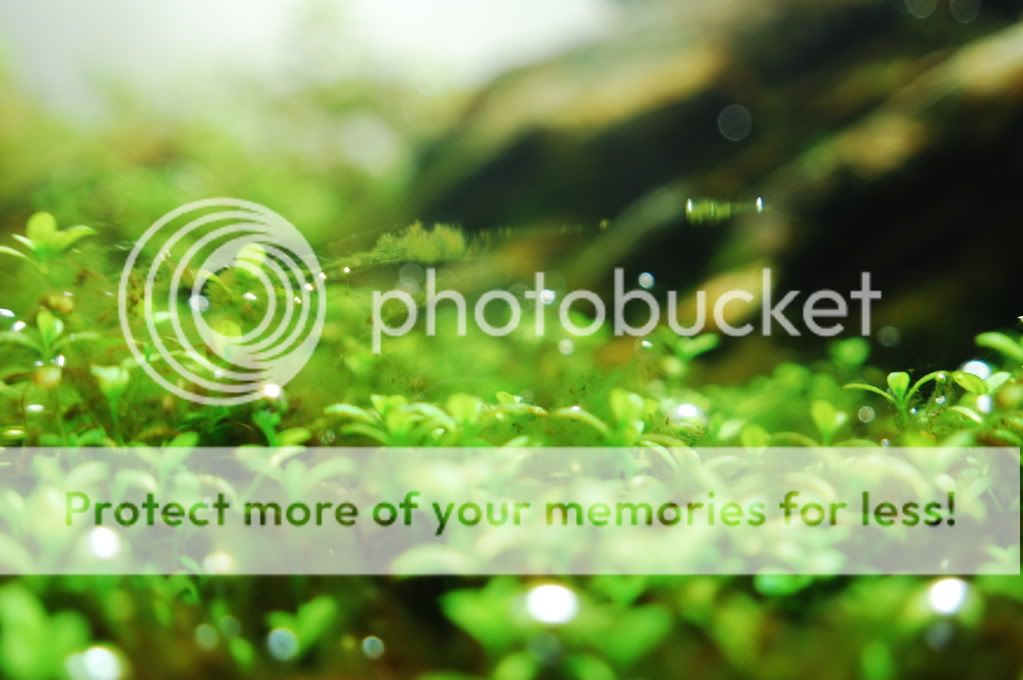 Is this Rhizo or Diatoms? | The Planted Tank Forum